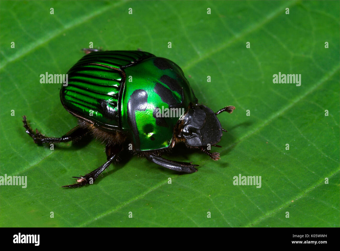 Irridescent Green Scarab or Dung Beetle, Scarabidae sp, Iquitos, Peru ...
