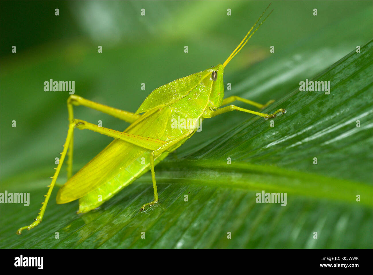 Green Grasshopper, Prionolopha serrata, Manu, Peru, on leaf after rain ...