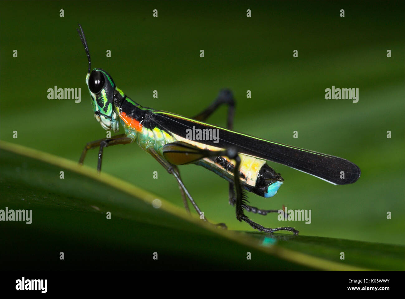 Airplane Grasshopper, Eumastricidae sp., Manu, Peru, on leaf, jungle ...