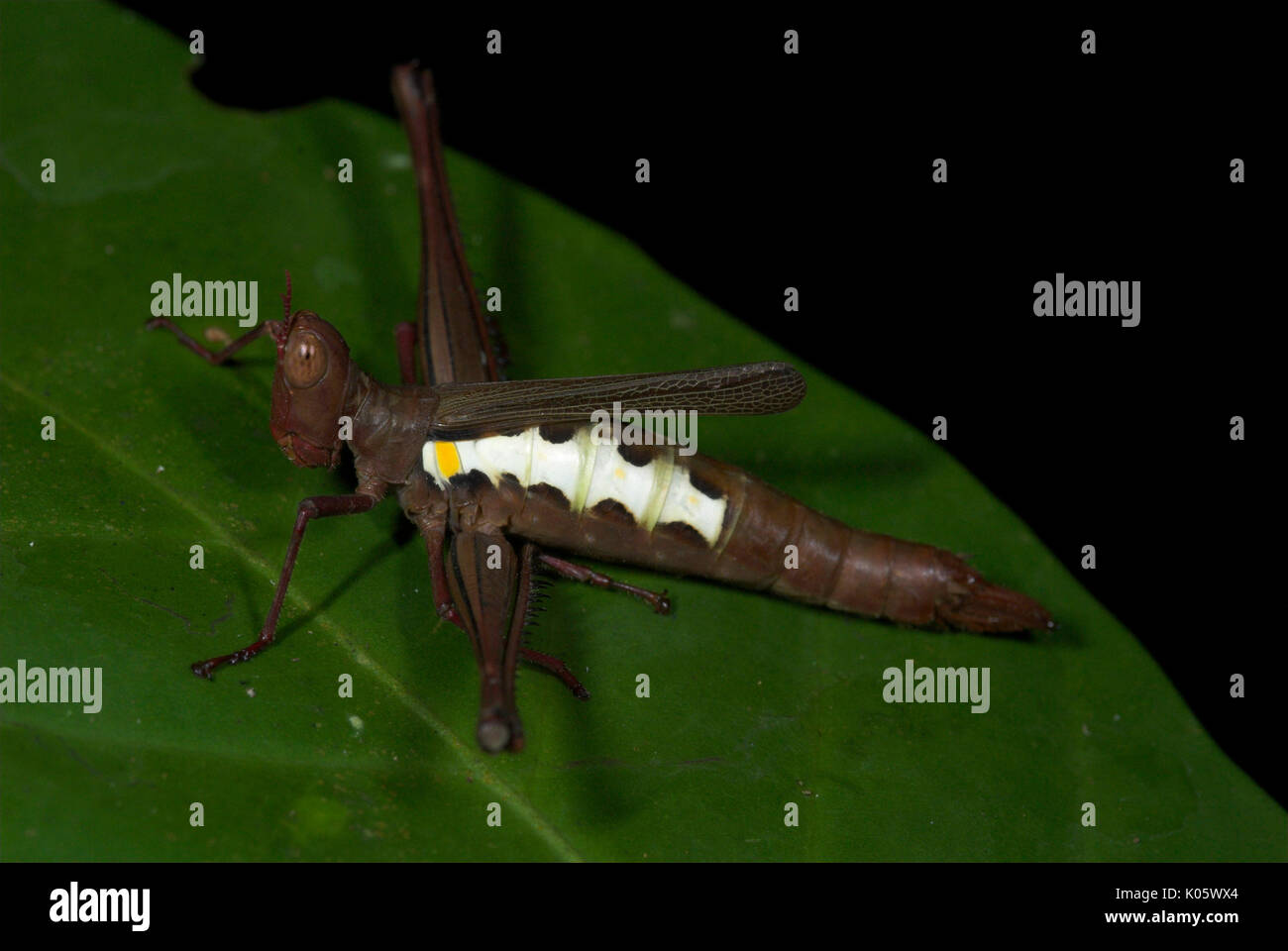 Airplane Grasshopper, Pseudomastax sp., Manu, Peru, jungle, amazon, on ...