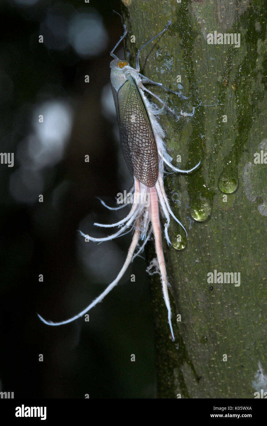 Planthopper behaviour hi-res stock photography and images - Alamy