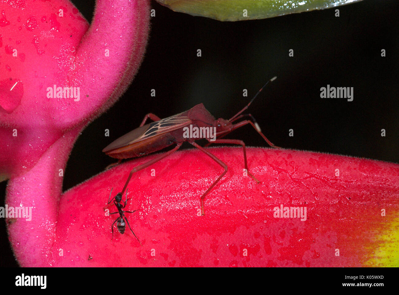 Plant Bug, Miridae sp, Manu, Peru, jungle, brown colour, on helicona ...