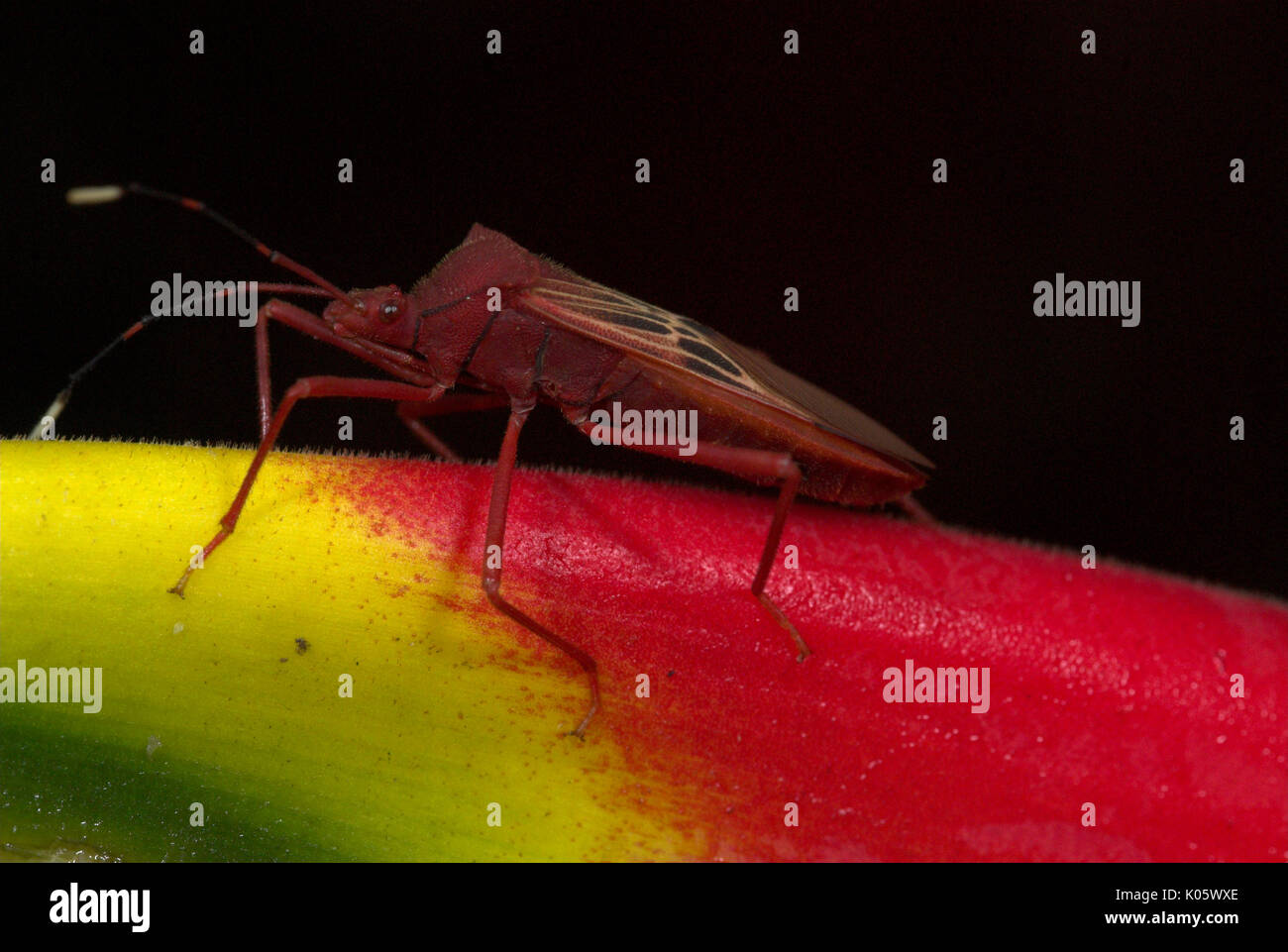 Plant Bug, Miridae sp, Manu, Peru, jungle, brown colour, on helicona ...