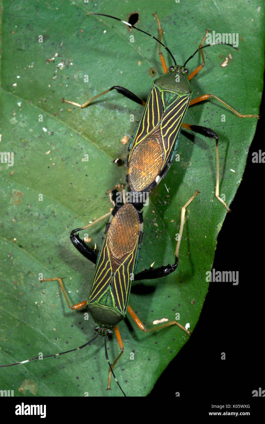 Plant Bug, Miridae sp, Manu, Peru, jungle, green patterned colours ...