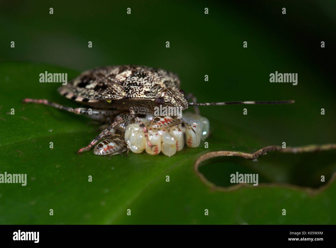 Plant Bug, Miridae sp, Manu, Peru, jungle, female guarding eggs and ...