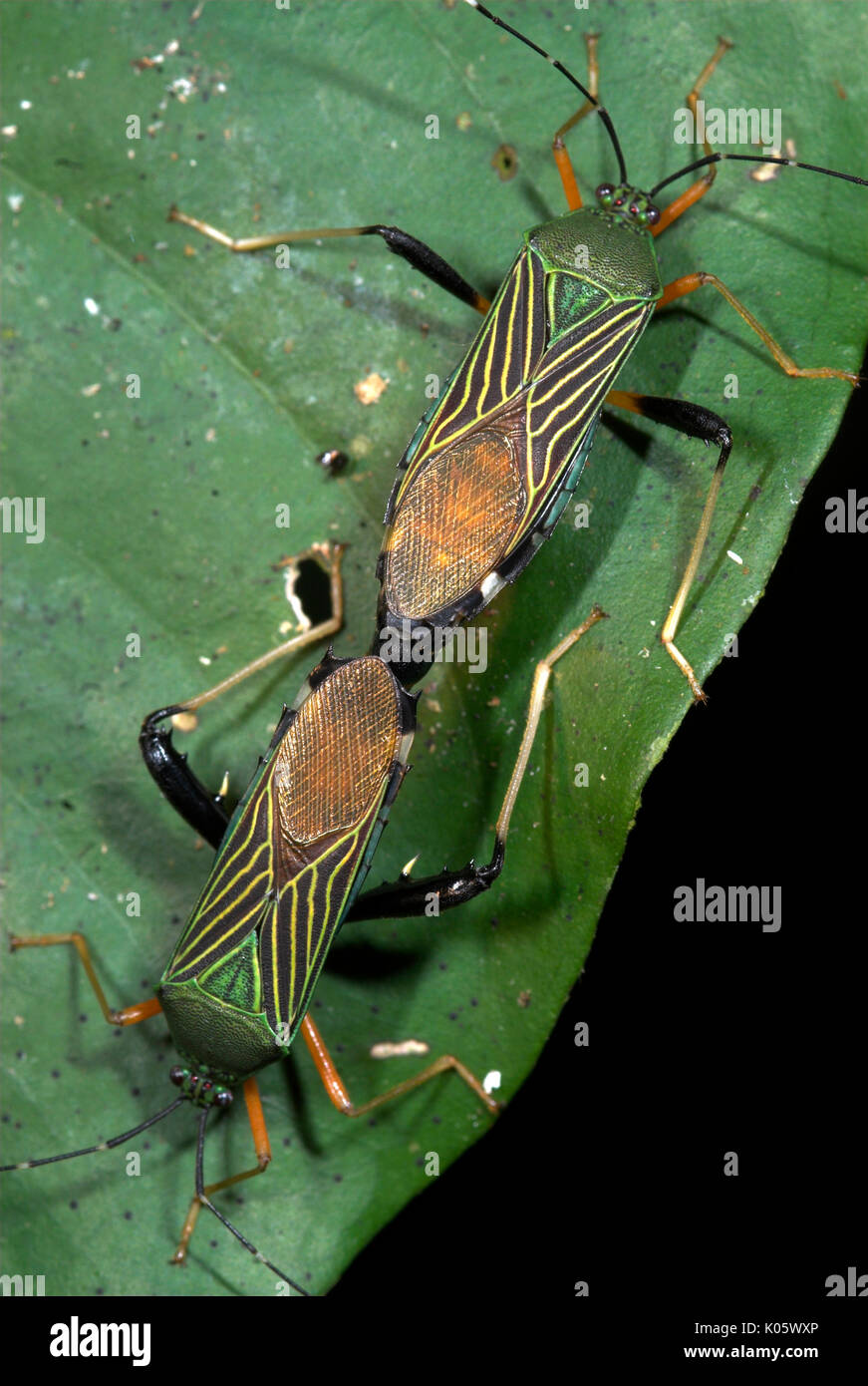 Plant Bug, Miridae sp, Manu, Peru, jungle, green patterned colours ...