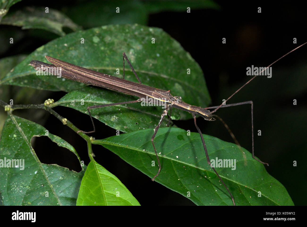 Stick Insect, Phasmatidae sp., Manu, Peru, jungle, camouflaged on leaf ...