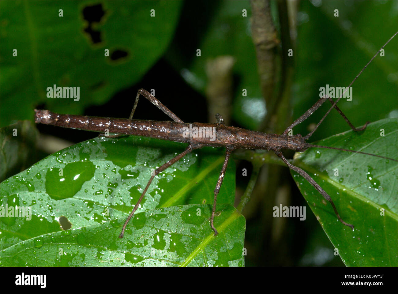 Stick Insect, Phasmatidae sp., on leaf in rain, Iquitos, Peru, jungle ...