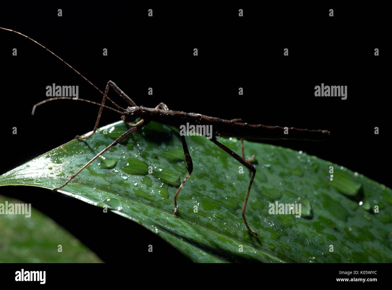 South pacific insects hi-res stock photography and images - Alamy