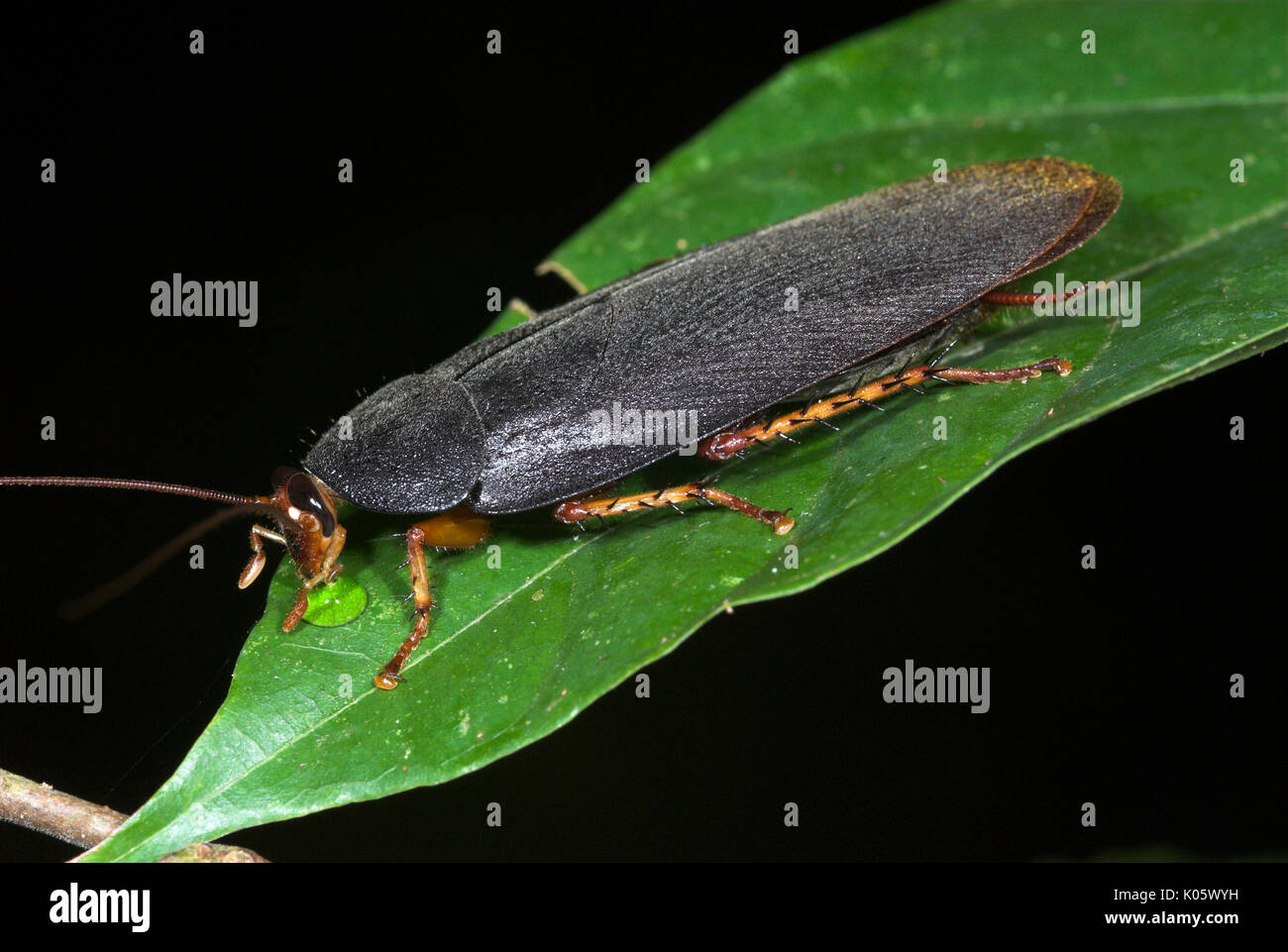 Giant Water Bugs High Resolution Stock Photography and Images - Alamy