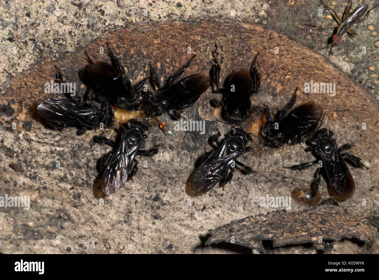 Stingless Bees, Family: Apidae, Tribe: Meliponini, Iquitos, Peru ...