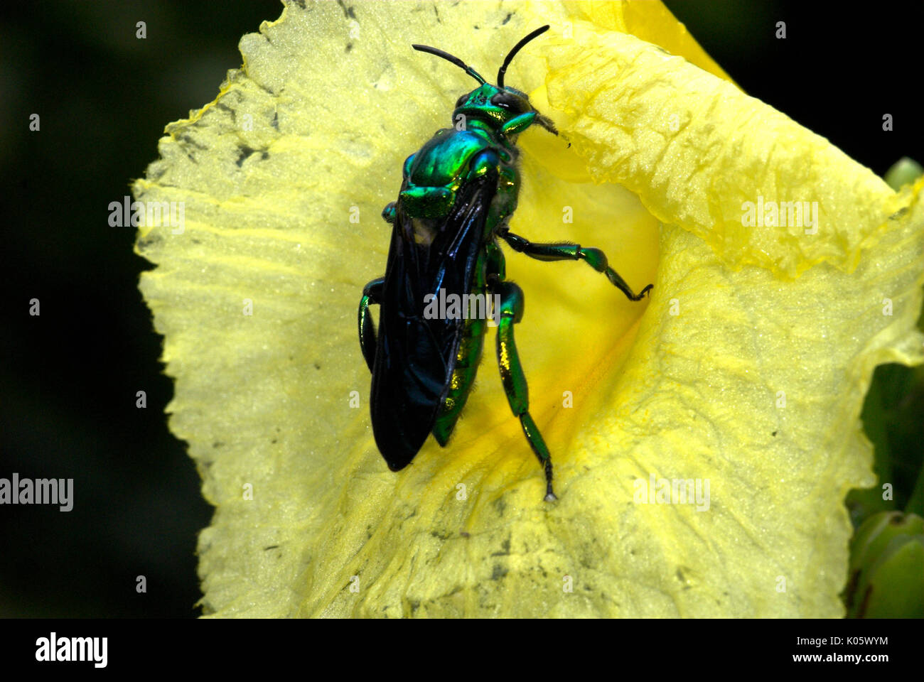 Orchid Bee, Family: Apidae, Sub Family: Euglossinae, Manu, Peru, Jungle ...