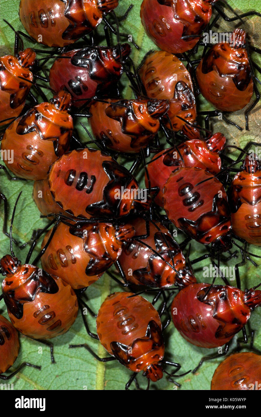 Shield Bugs, Family: Scutelleridae., Manu, Peru, jungle, amazon, nymphs ...