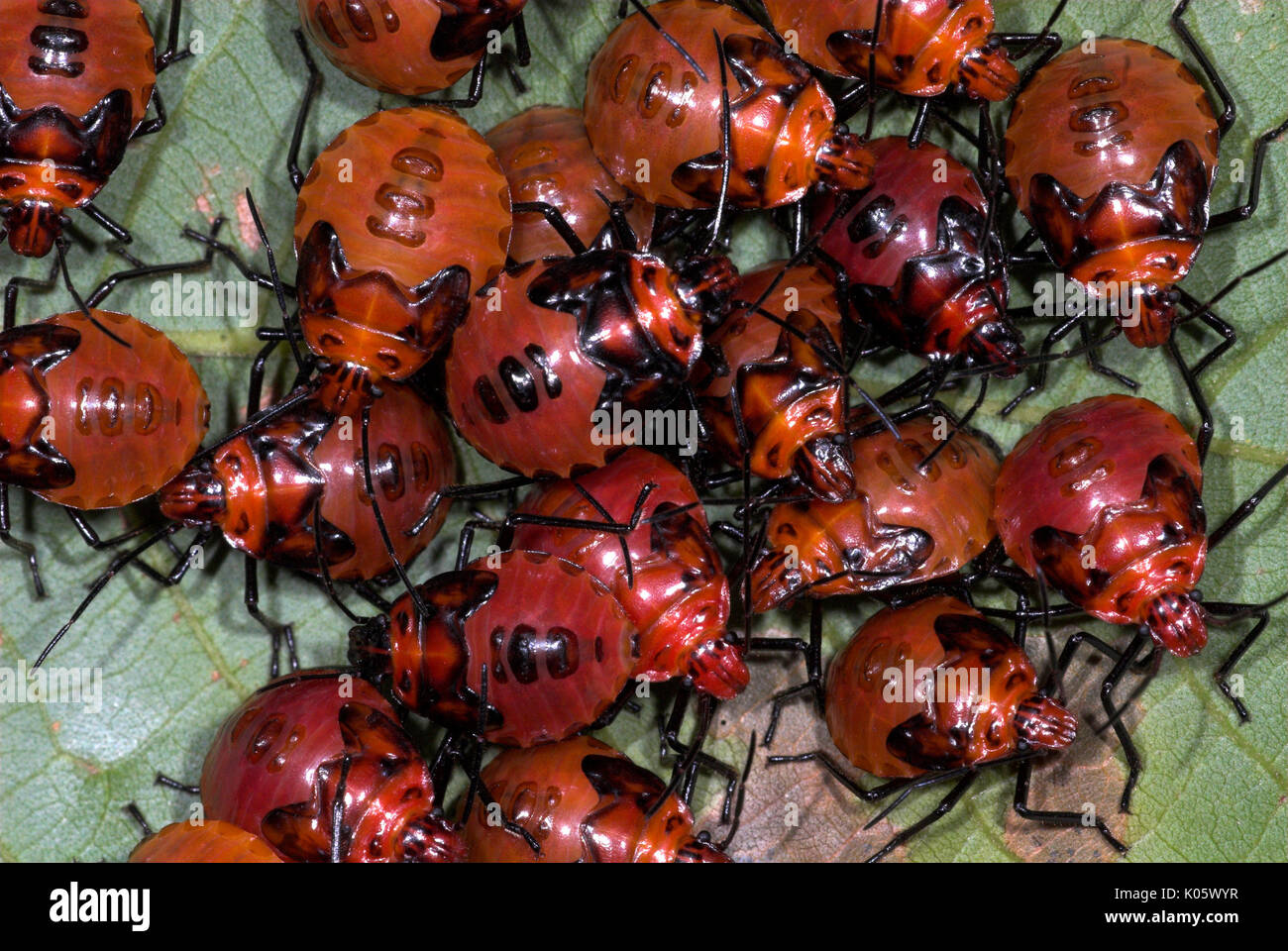 Shield Bugs, Family: Scutelleridae., Manu, Peru, jungle, amazon, nymphs ...