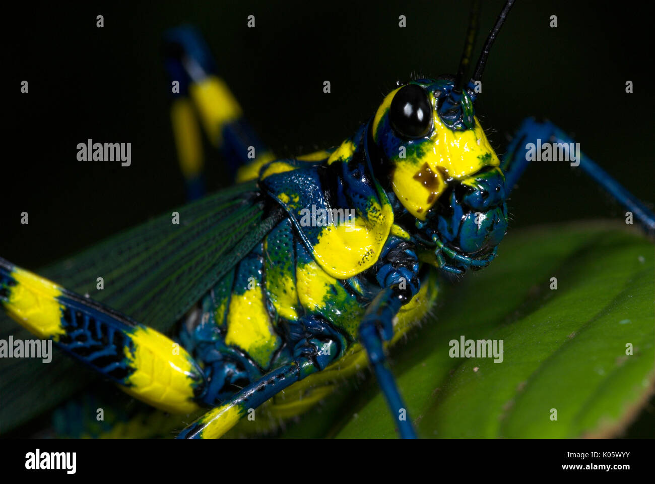 Grasshopper, Chromacris colorata, Iquitos, Peru, jungle, amazon, on ...