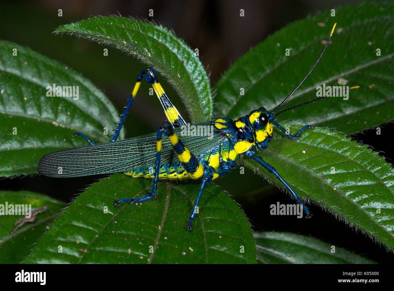 Grasshopper, Chromacris colorata, Iquitos, Peru, jungle, amazon, on ...