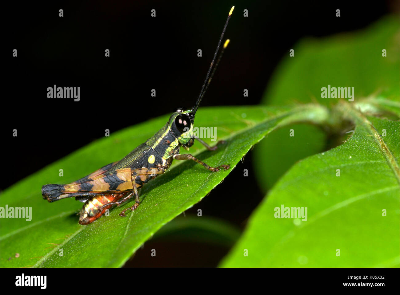 Grasshopper, Tetataenia surinama, Iquitos, Peru, jungle, amazon, on ...