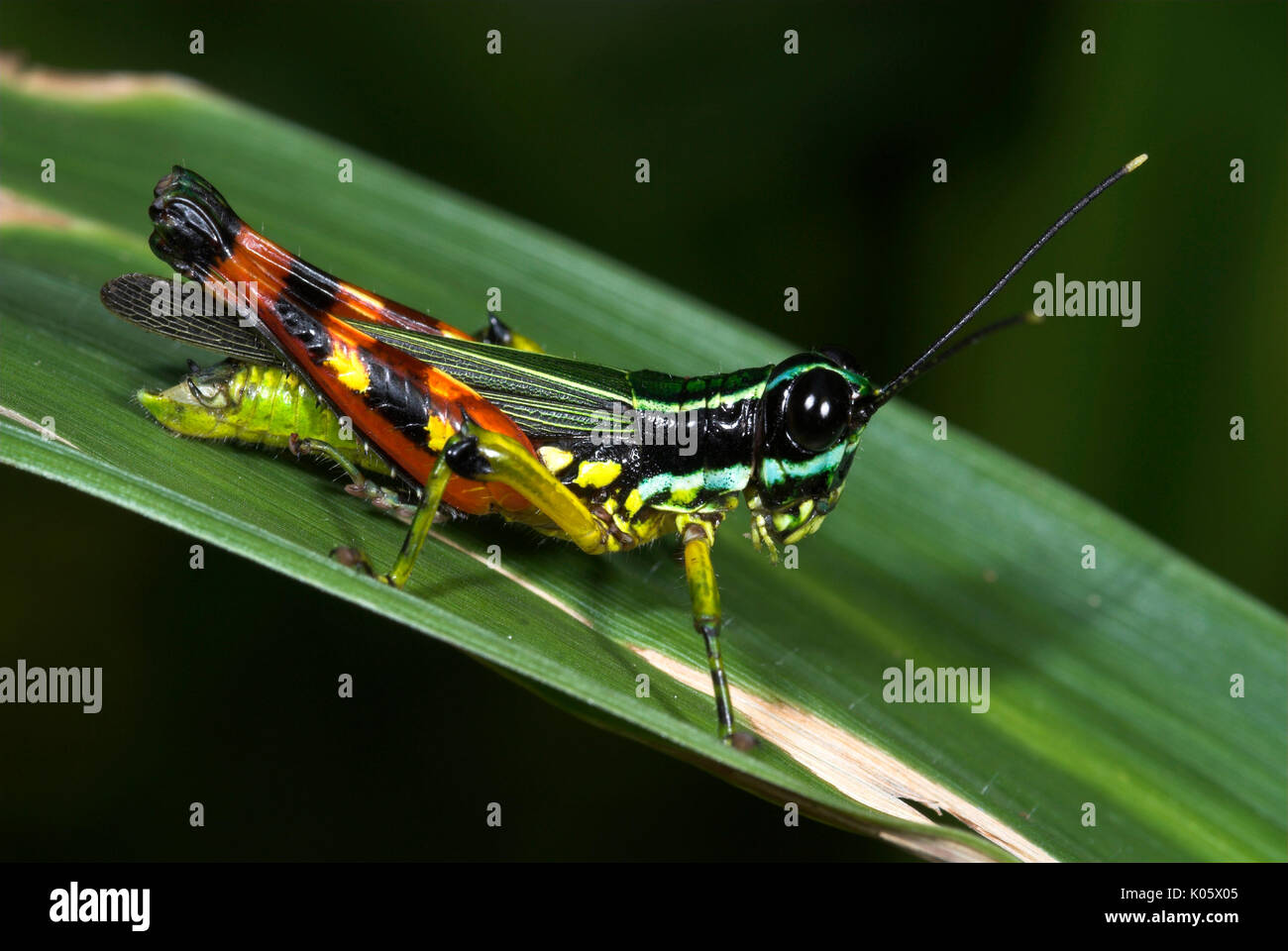 Grasshopper, Tetataenia surinama, Iquitos, Peru, jungle, amazon, on ...