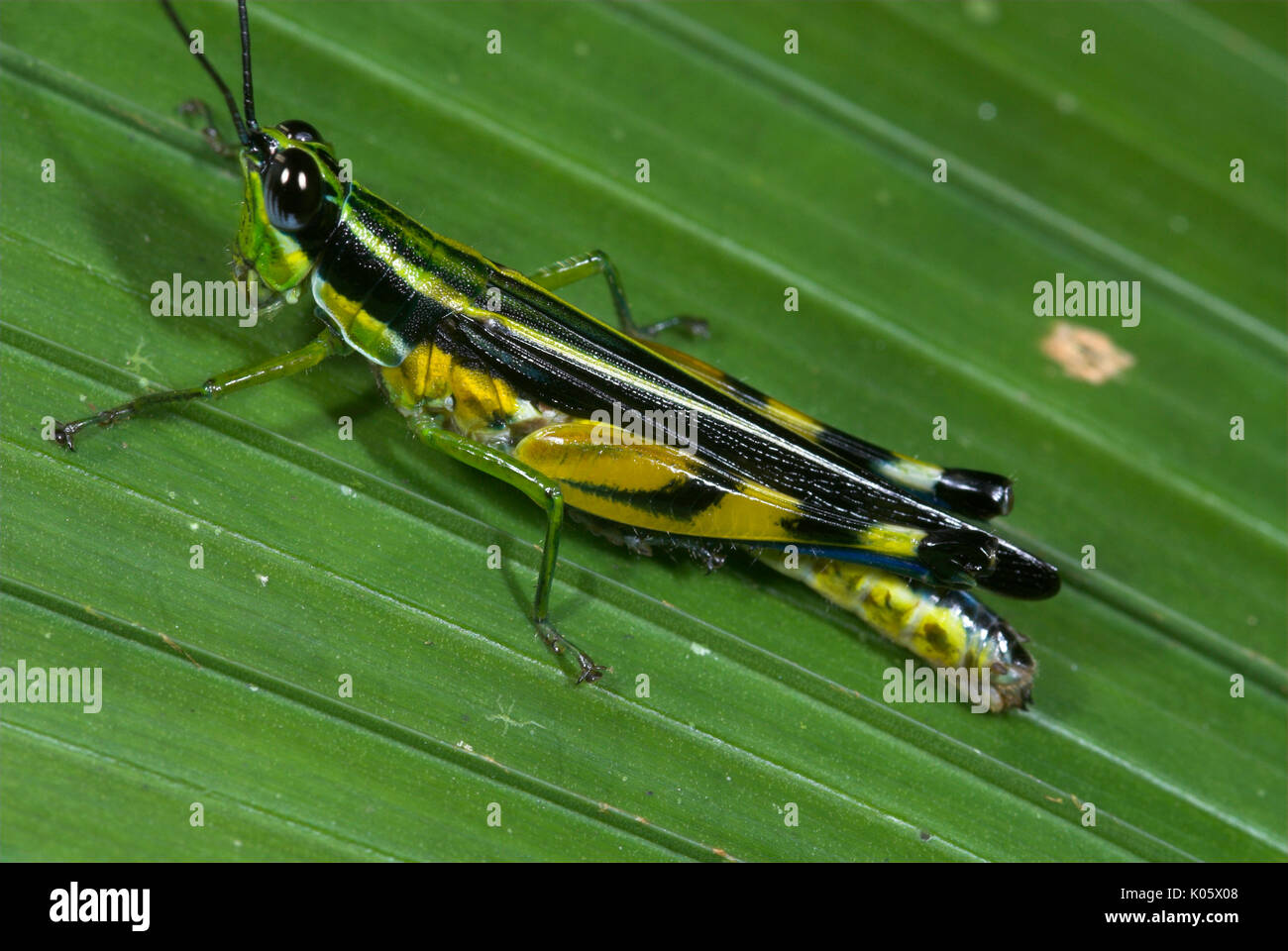 Short Horned Grasshopper, Romaleid sp, Iquitos, Peru, jungle, amazon ...