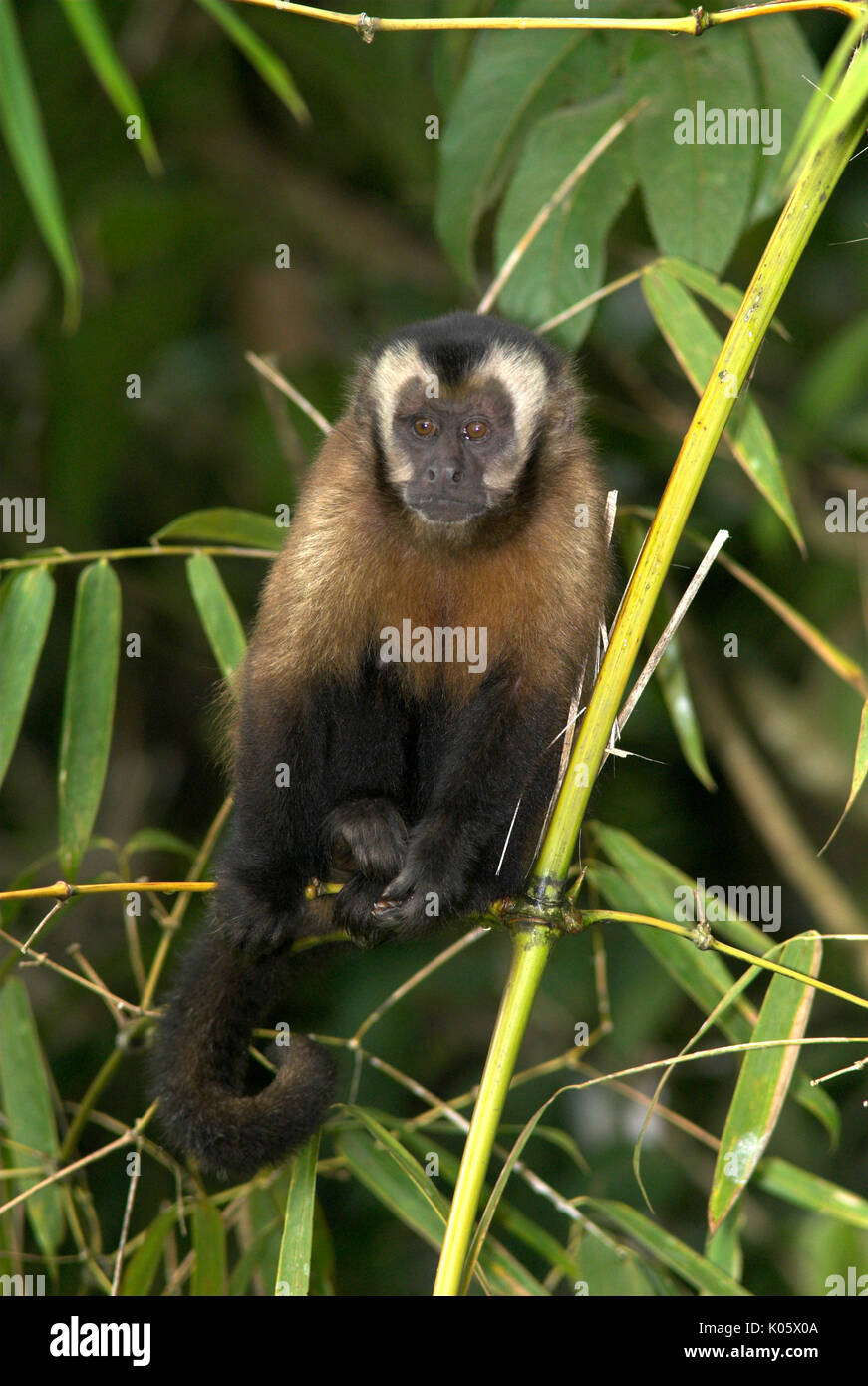 Brown Capuchin Monkey, Cebus apella, climbing in bush, Cock of the Rock ...