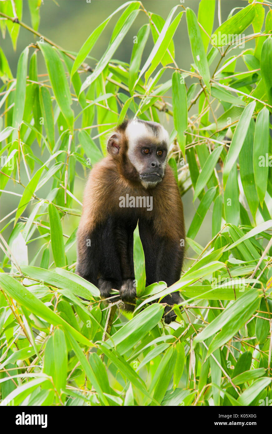 Brown Capuchin Monkey, Cebus apella, climbing in bush, Cock of the Rock ...