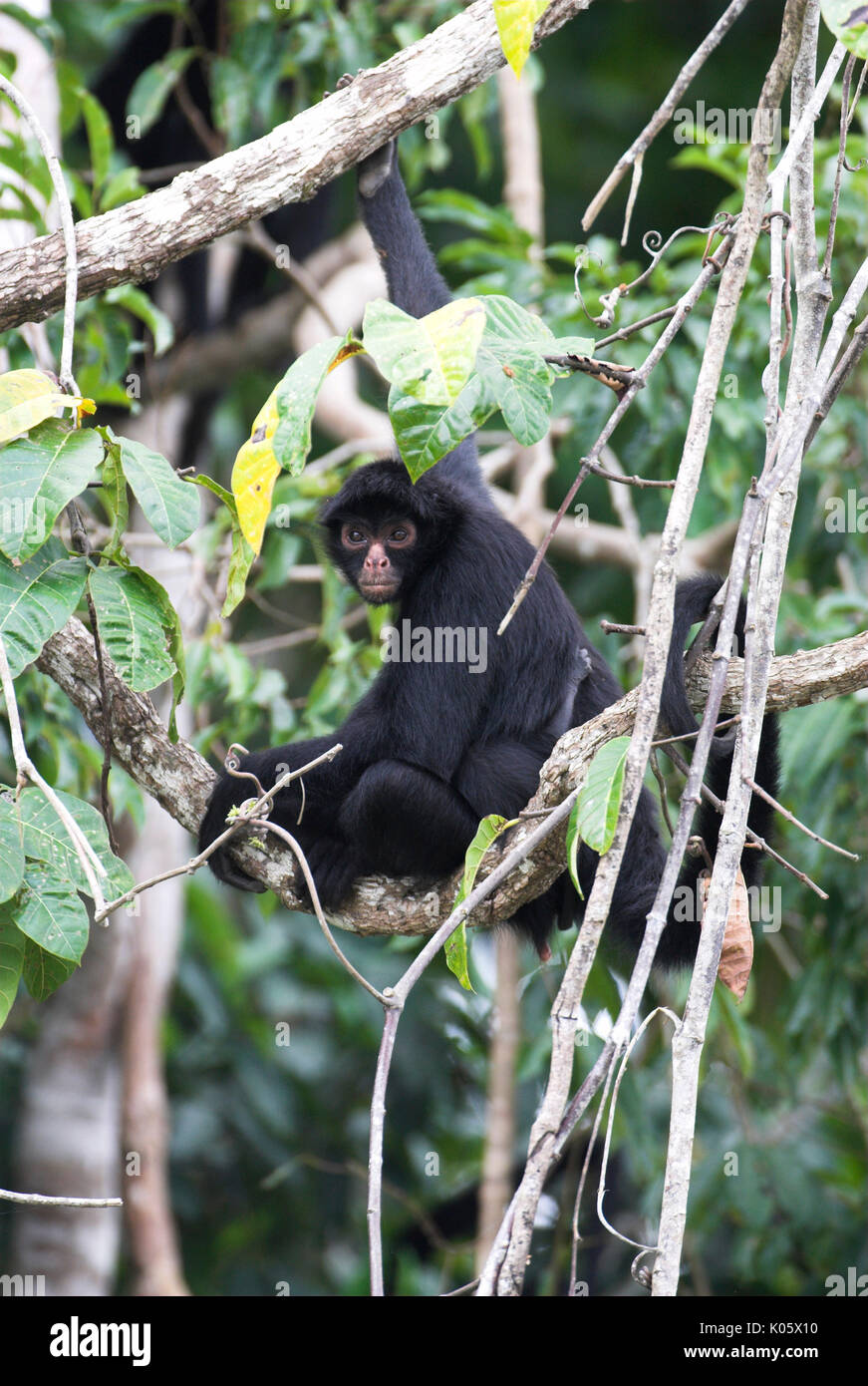 Spider Monkey, Ateles species, Cocha Salvador, climbing in trees, Manu ...