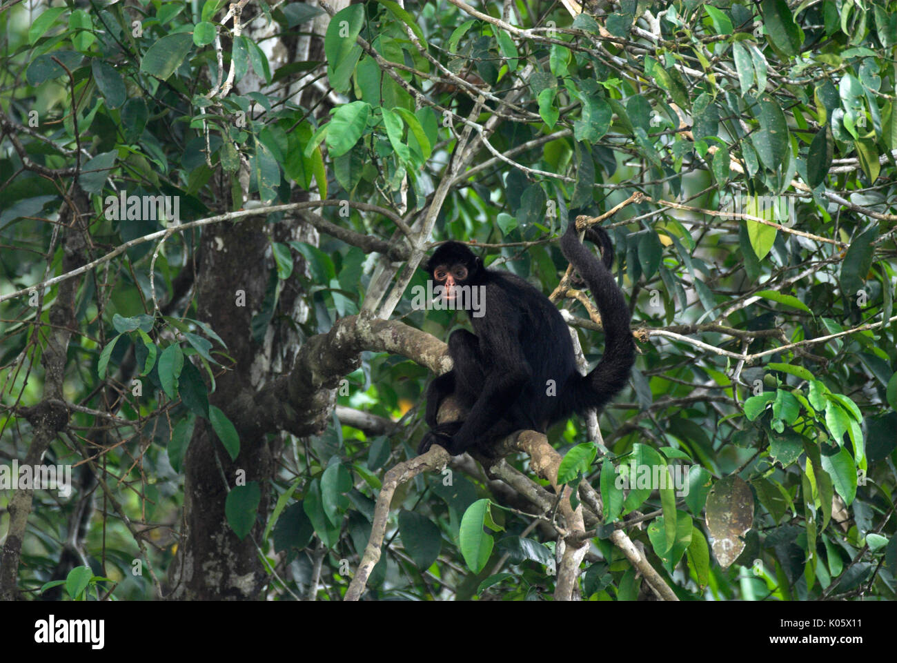 Amazonian rainforest brazil monkey hi-res stock photography and images ...