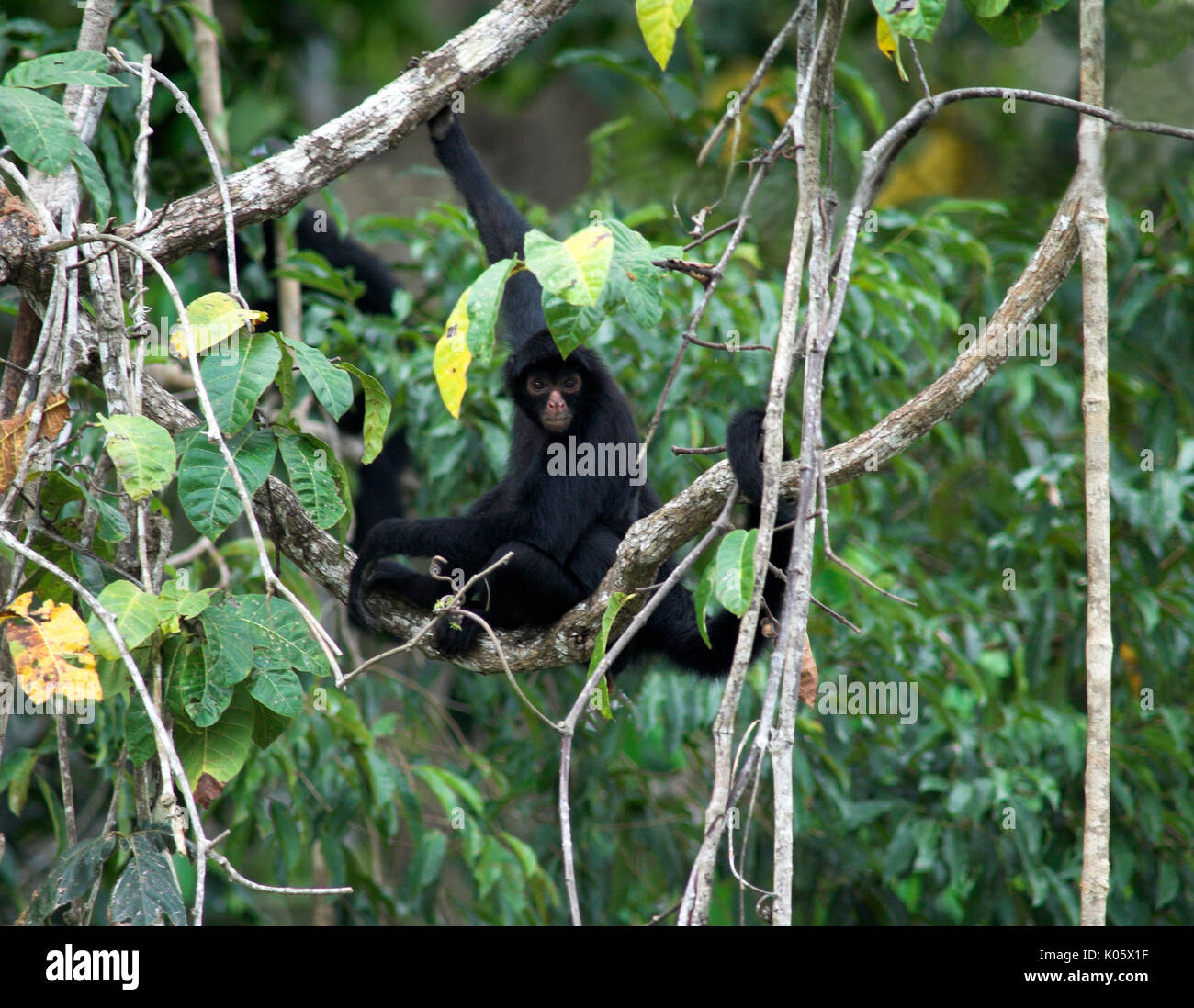 Spider Monkey, Ateles species, Cocha Salvador, climbing in trees, Manu ...