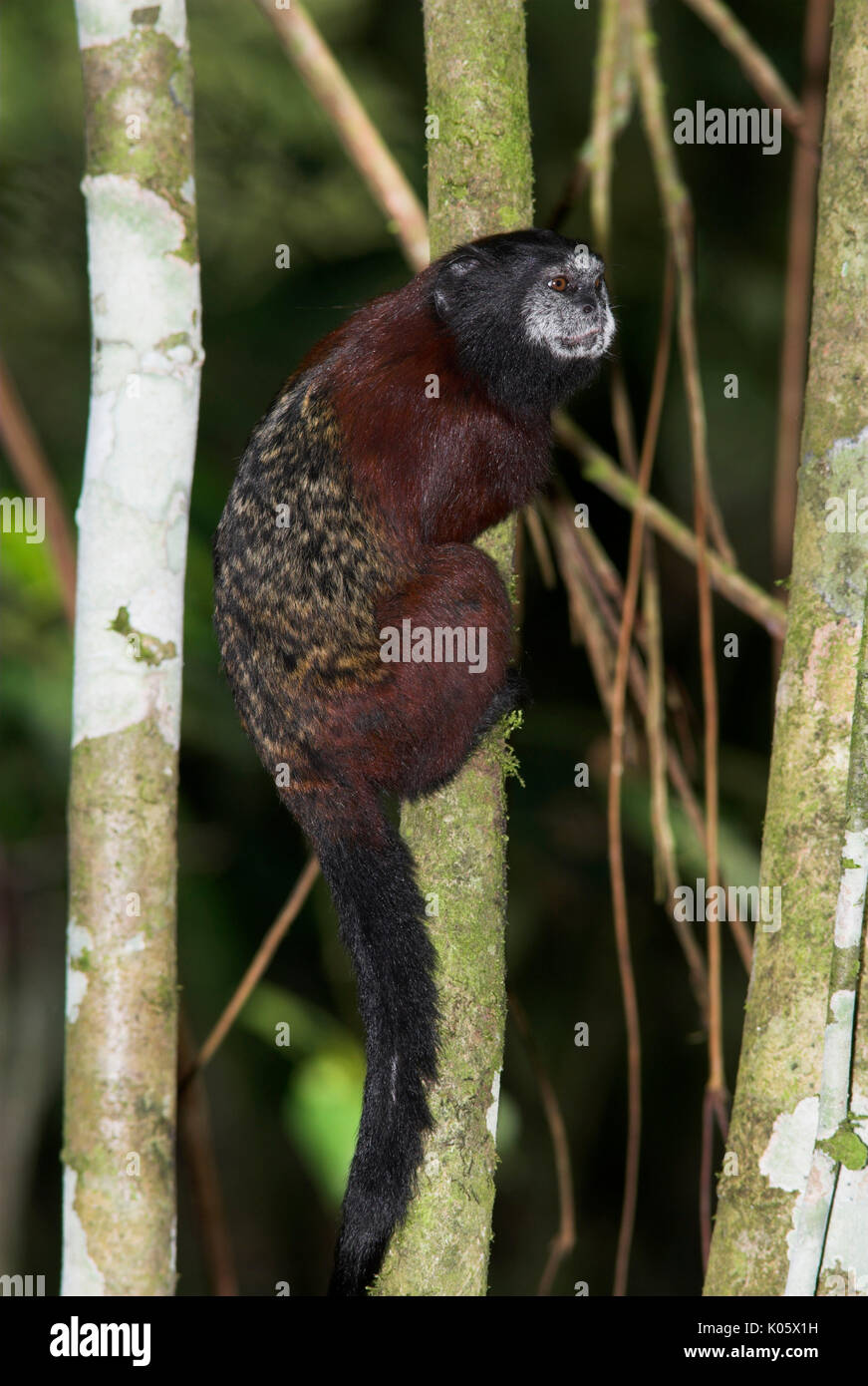 Saddle back tamarin monkey hi-res stock photography and images - Alamy