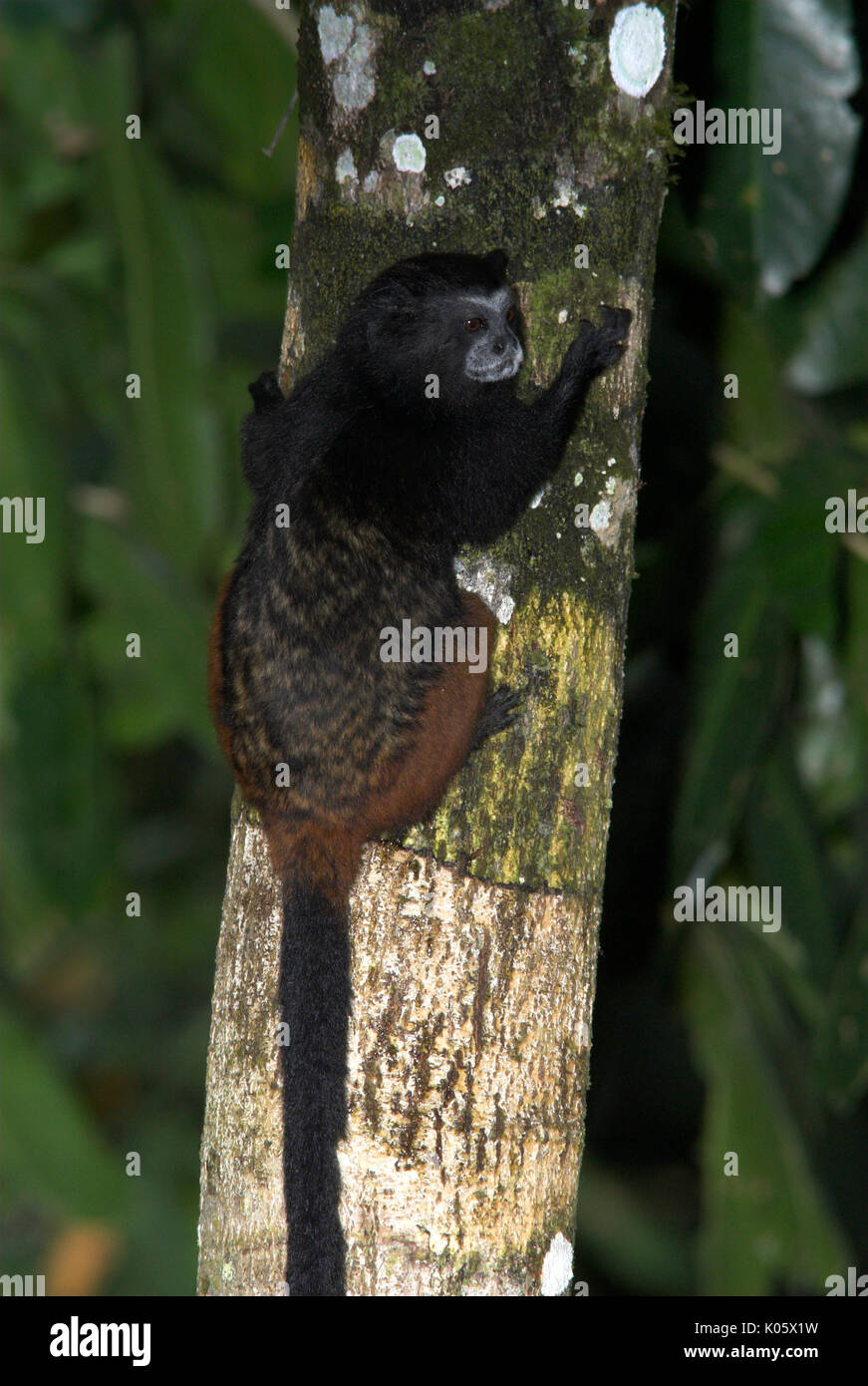 Saddle Back Tamarin, Saguinus fuscicollis primitivus, Manu, Peru ...