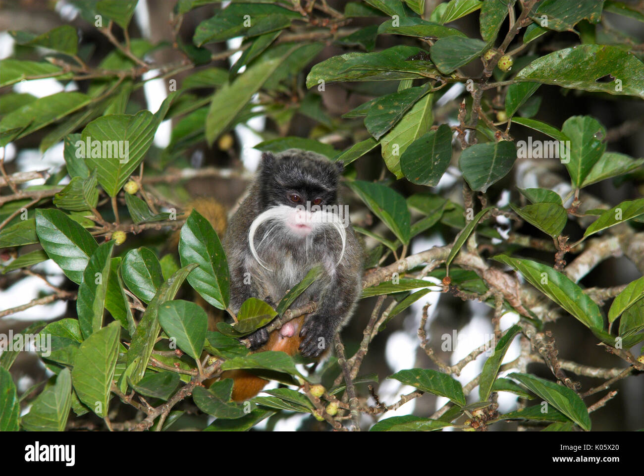 Monkey foraging in trees hi-res stock photography and images - Alamy