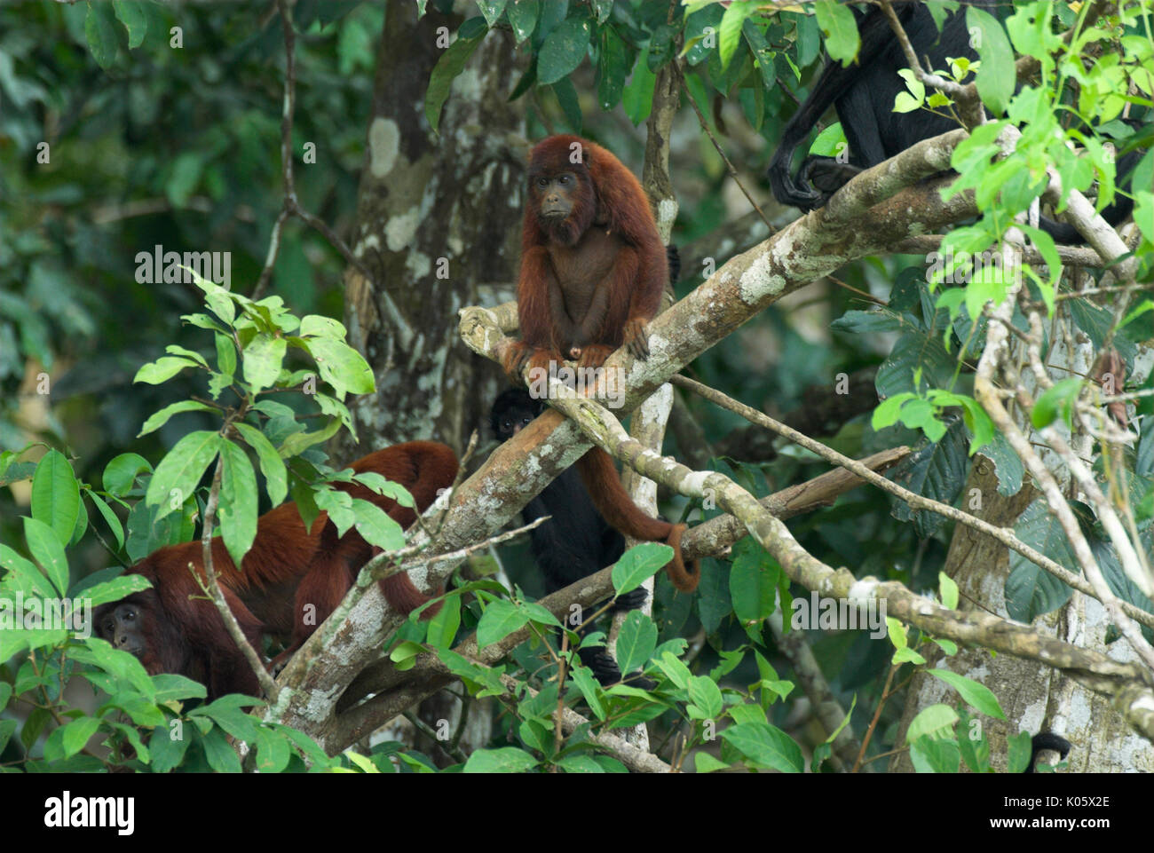Howler monkey peru hi-res stock photography and images - Alamy