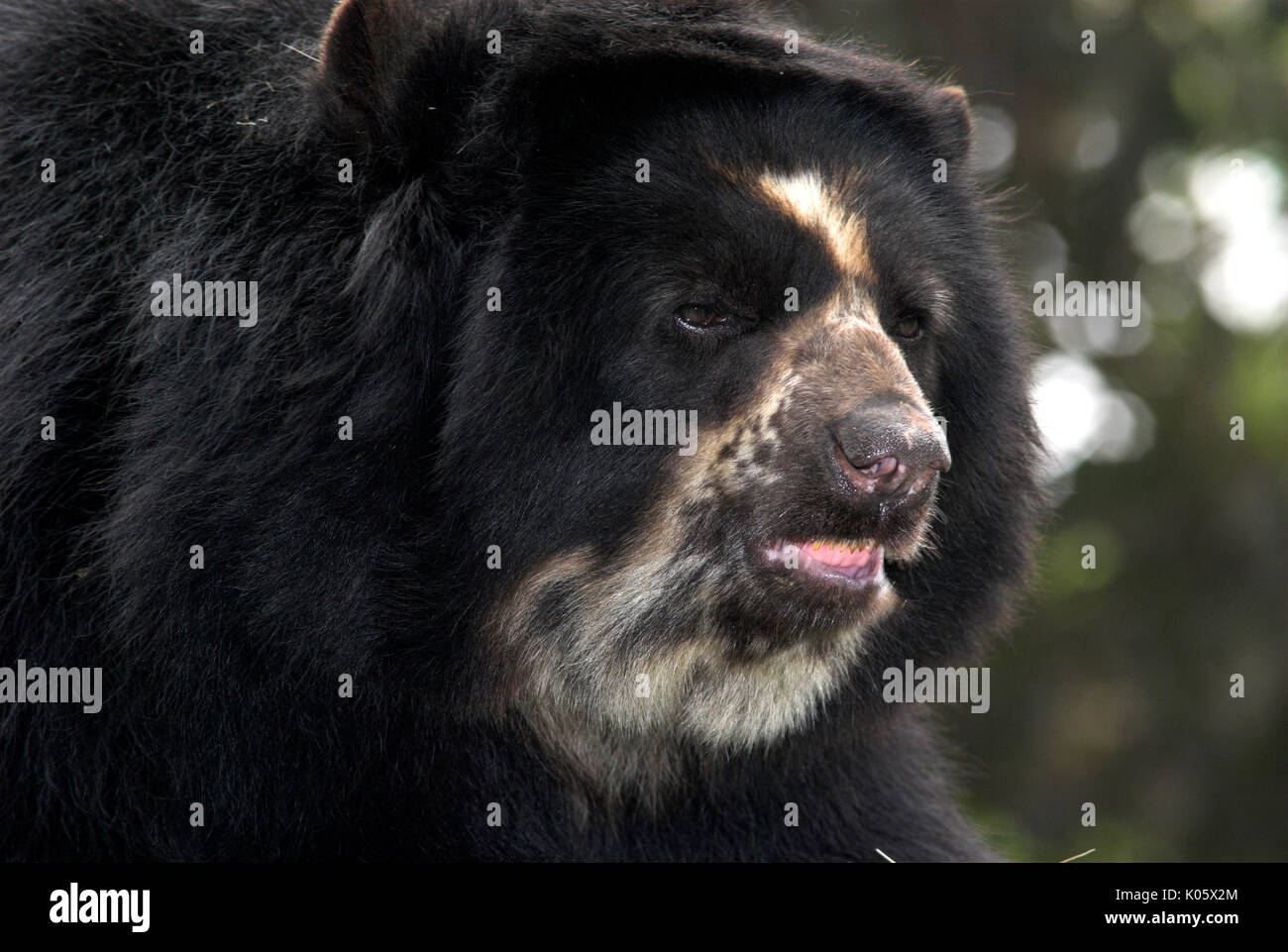 Spectacled bear peru hi-res stock photography and images - Alamy