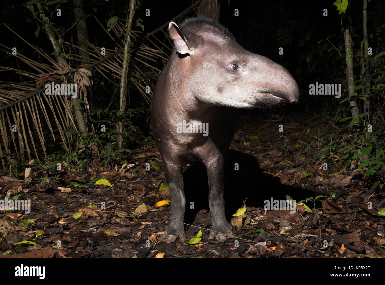 Brazilian Tapir, Tapirus terrestris, at night in rainforest, Manu, Peru ...