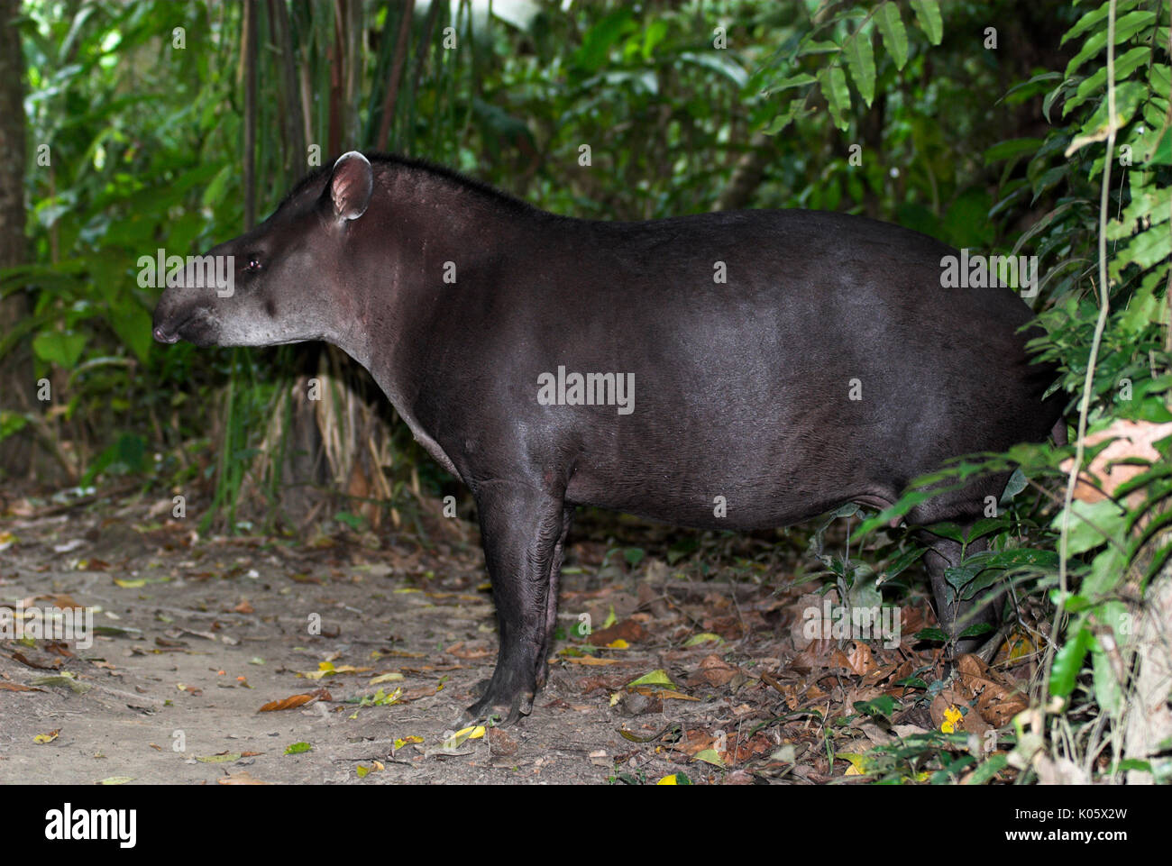 Tropical Rainforest Tapir