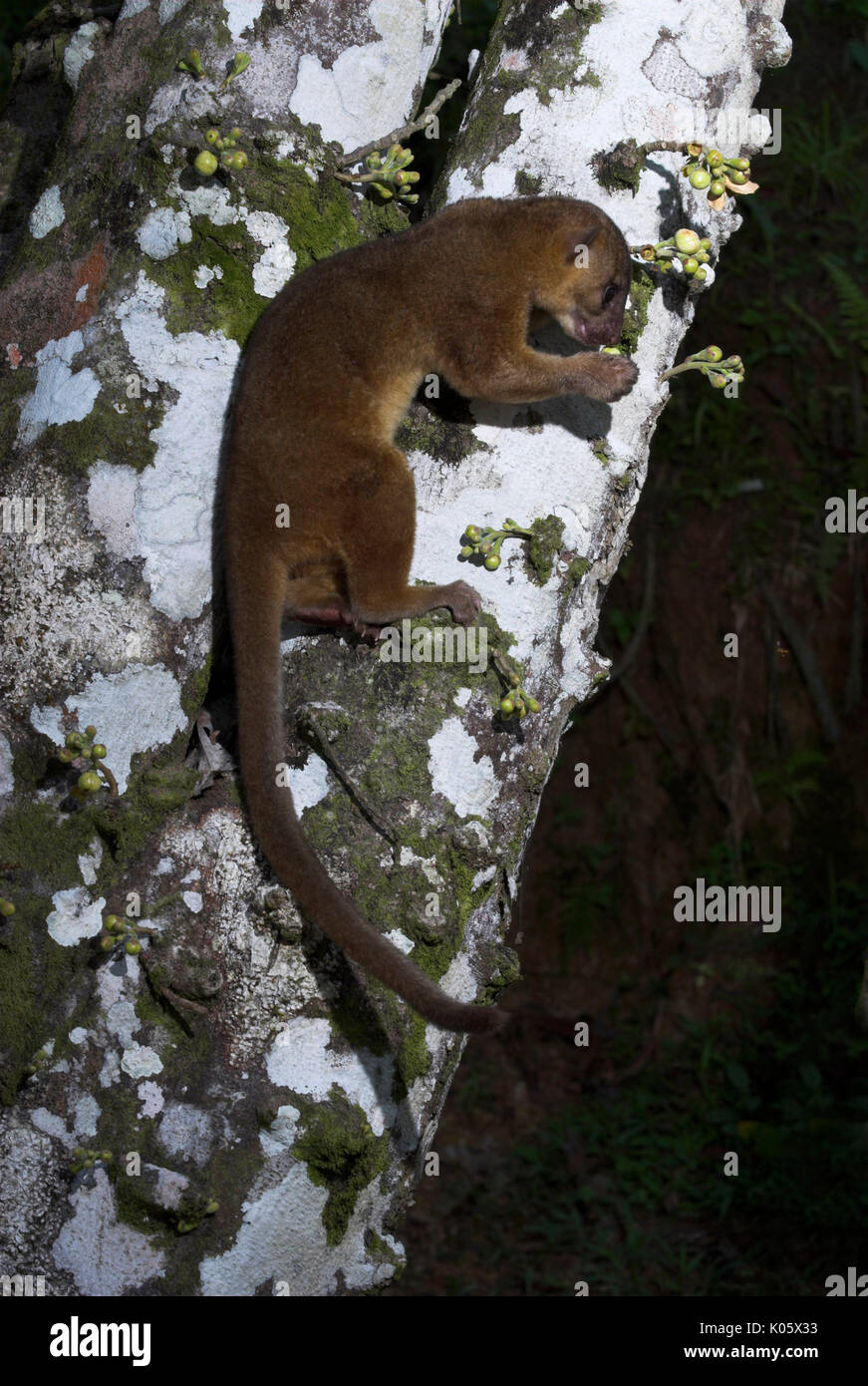 Kinkajou, Potos flavus, feeding on flowers on tree, Iquitos, Northern ...