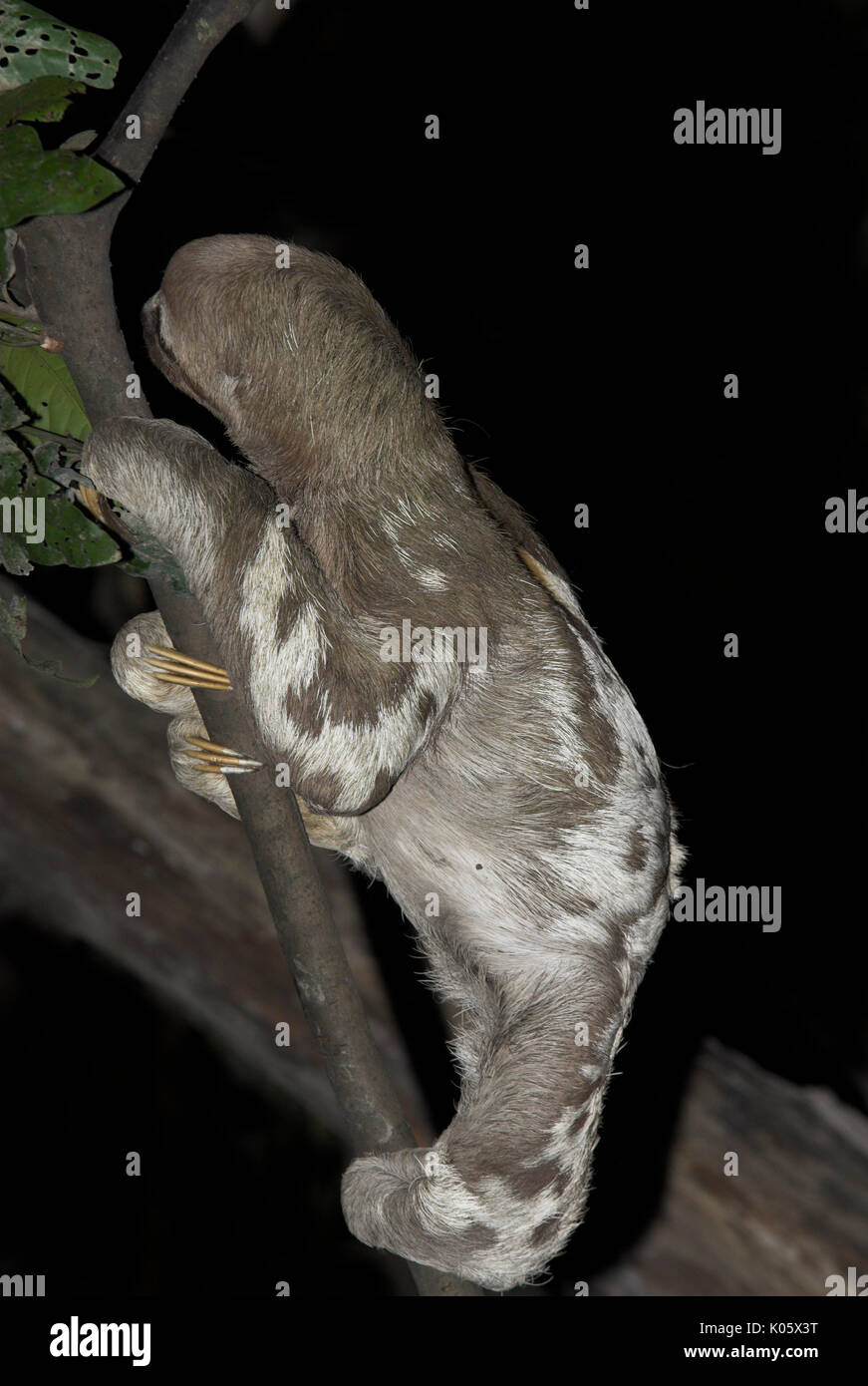 Sloth peru in tree hi-res stock photography and images - Alamy