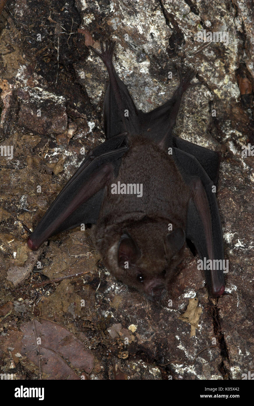 Short Tailed Fruit Bat, Carollia perspicillata, Iquitos, Northern Peru ...