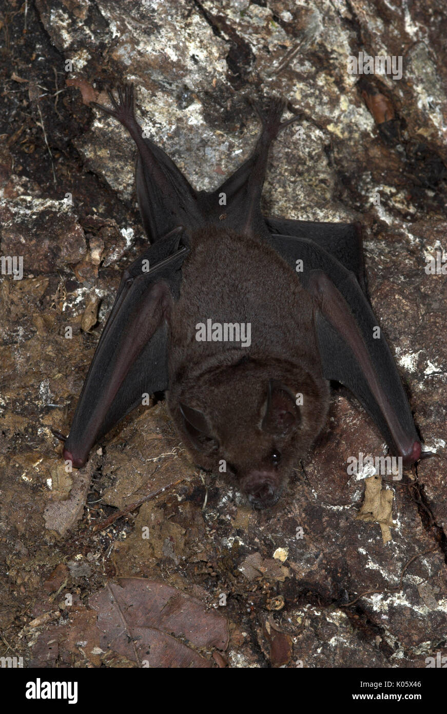 Short Tailed Fruit Bat, Carollia perspicillata, Iquitos, Northern Peru ...