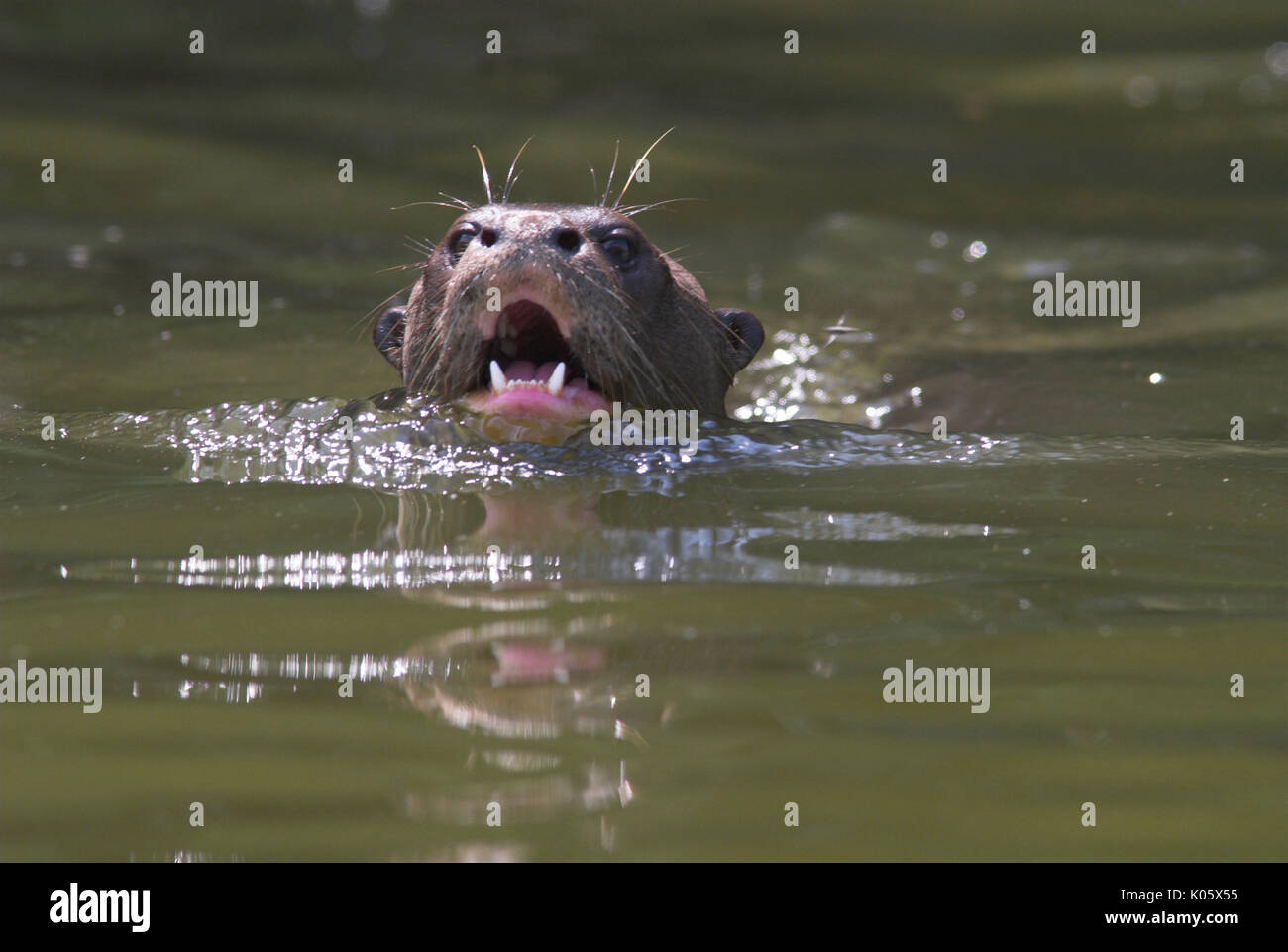 Giant River Otter, Pteronura brasiliensis, adult swimming towards ...