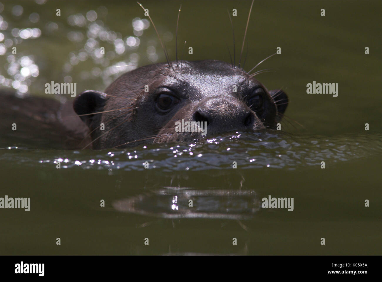 Worlds giant ecosystem hi-res stock photography and images - Alamy