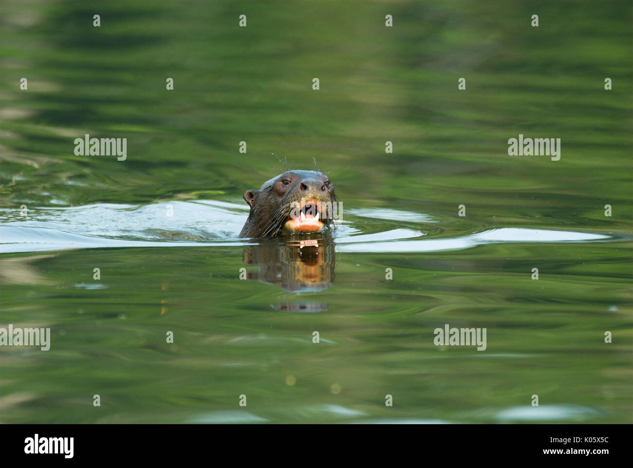 Giant River Otter, Pteronura brasiliensis, swimming in water, Blanco ...