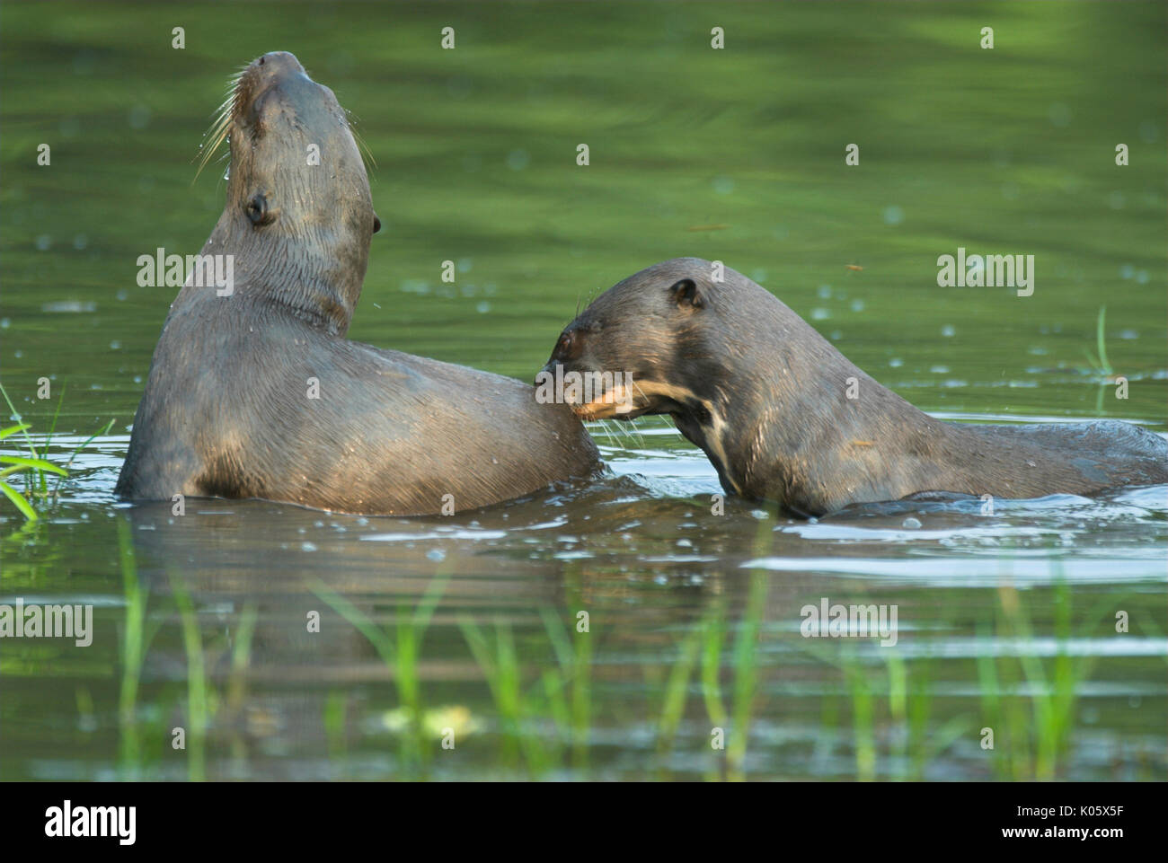 Giant River Otter, Pteronura brasiliensis, pair grooming in shallow ...