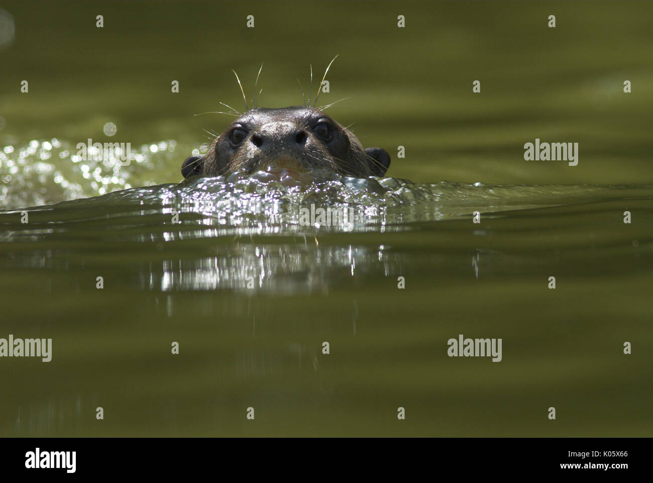 Giant River Otter, Pteronura brasiliensis, adult swimming towards ...