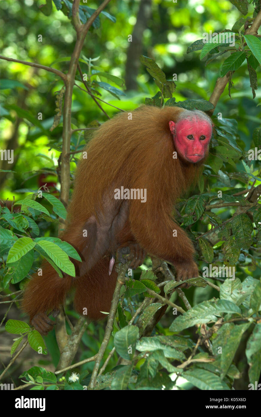 Bald or Golden Uakari Monkey, Cacajao calvus, this colour form found in ...