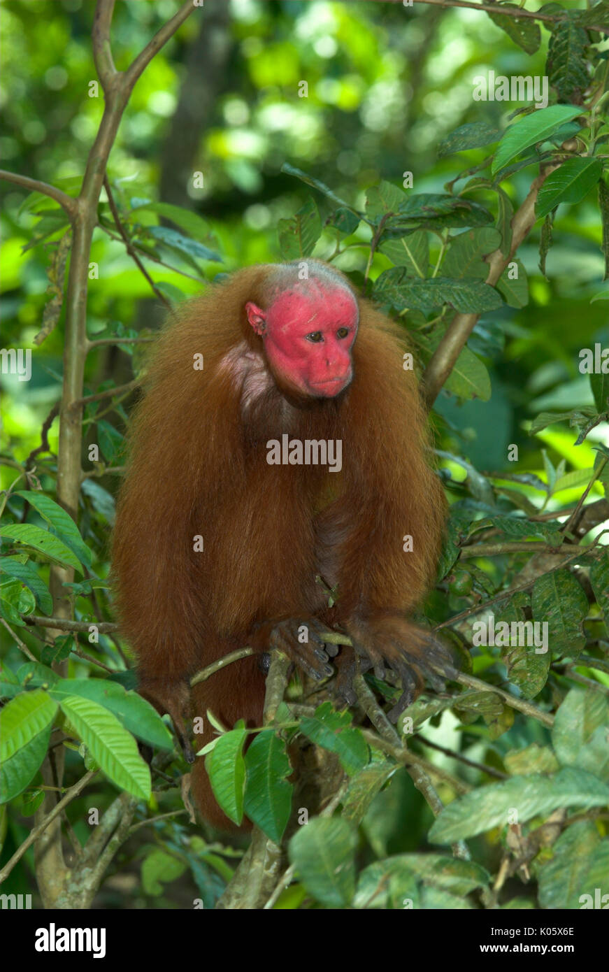 Monkey form hi-res stock photography and images - Alamy