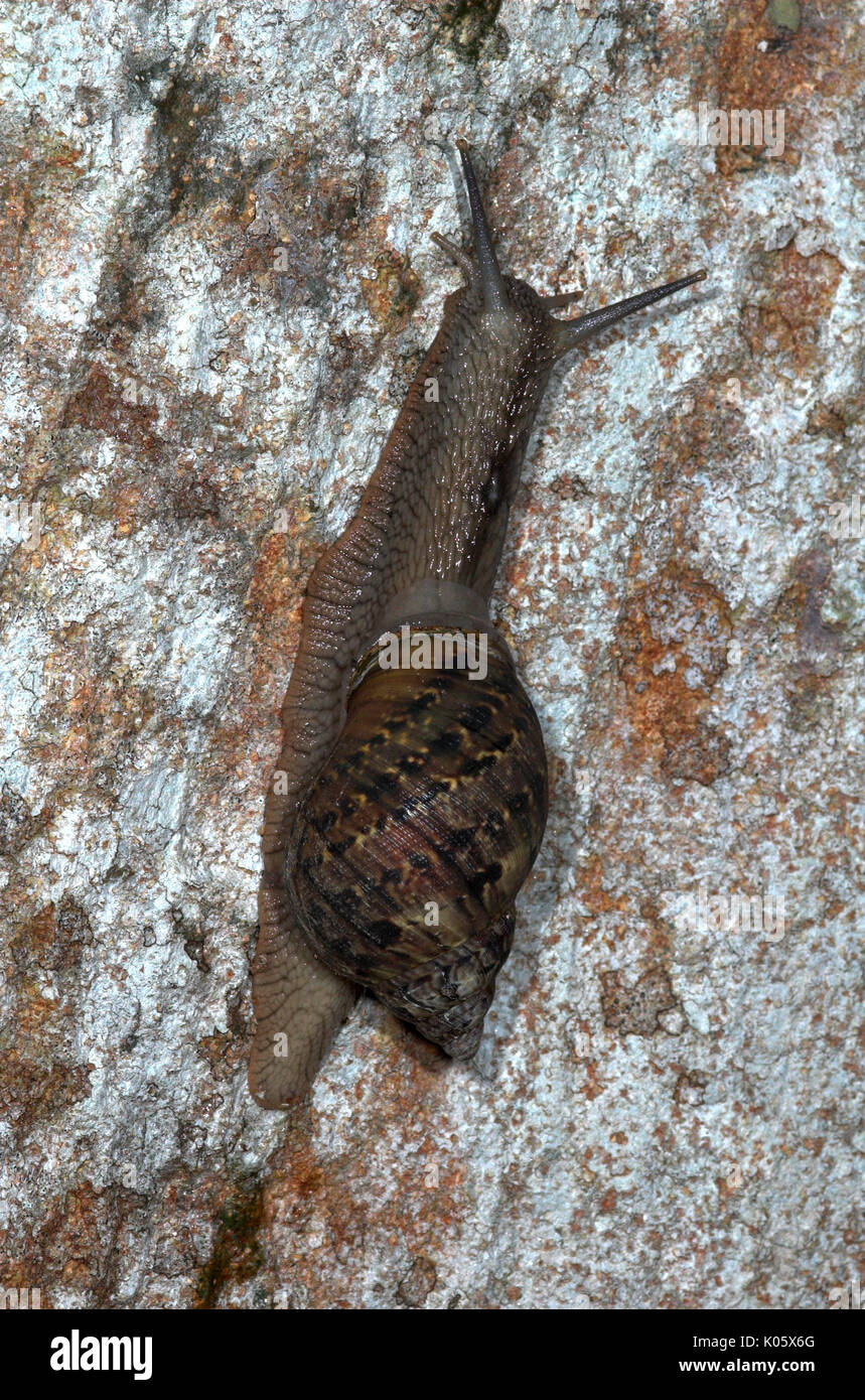 Large Land Rainforest Snail, Manu, Peru, on tree trunk, jungle, amazon ...