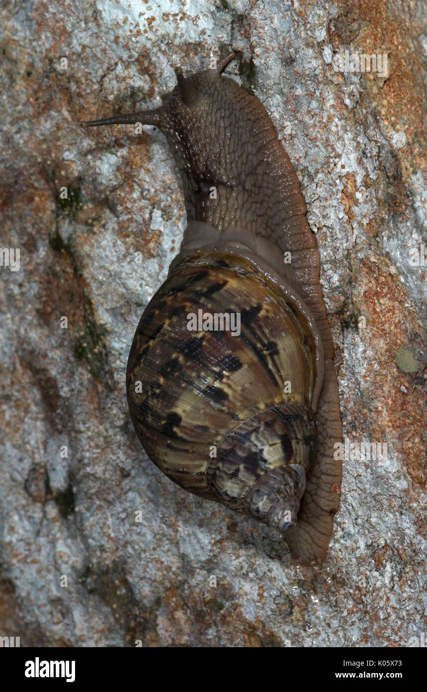 Large Land Rainforest Snail, Manu, Peru, on tree trunk, jungle, amazon ...