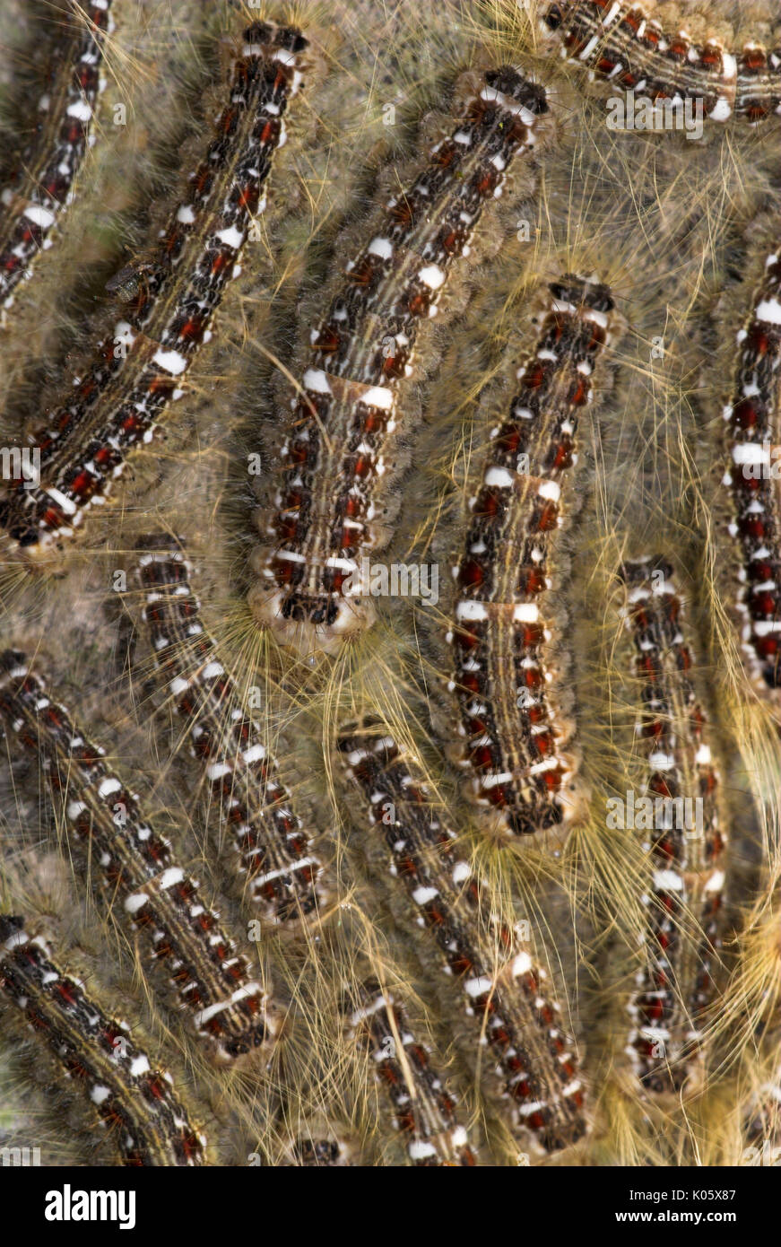 Communual Caterpillars, species unknown, with urticating hairs, Iquitos ...