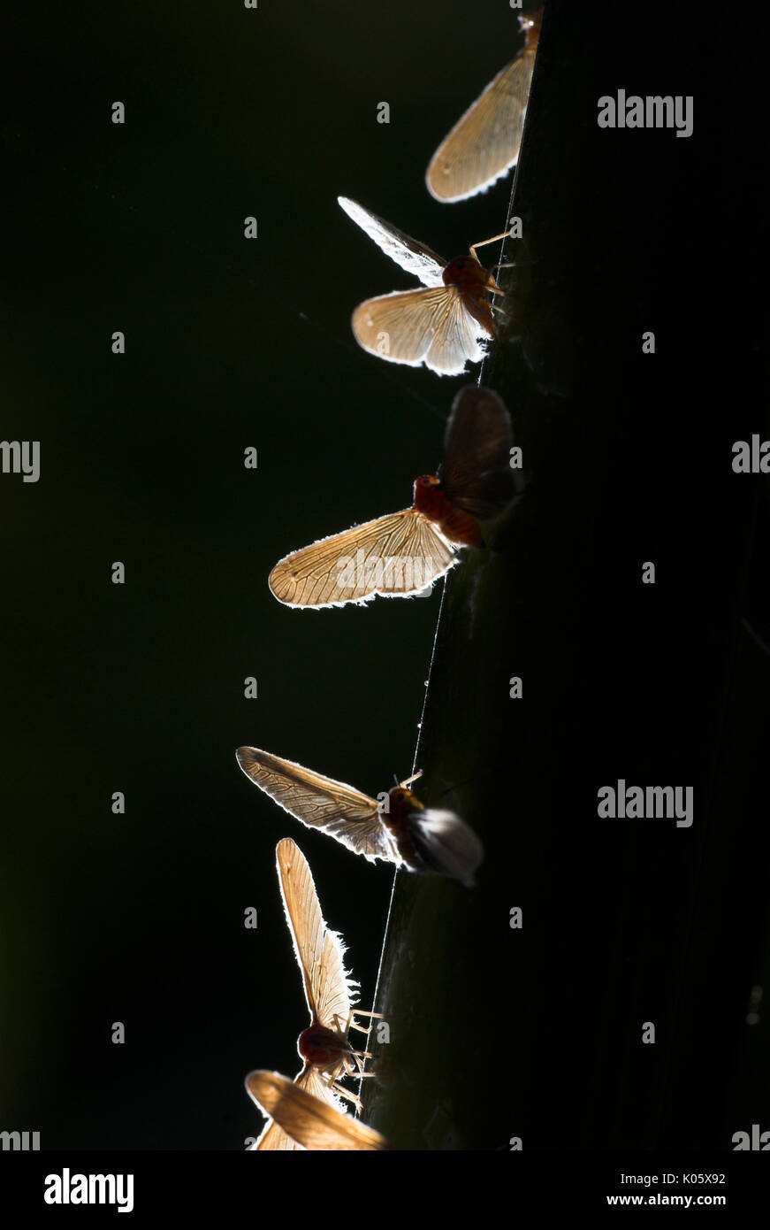 Group of Rainforest Moths, species unknown, on edge of tree, backlight ...